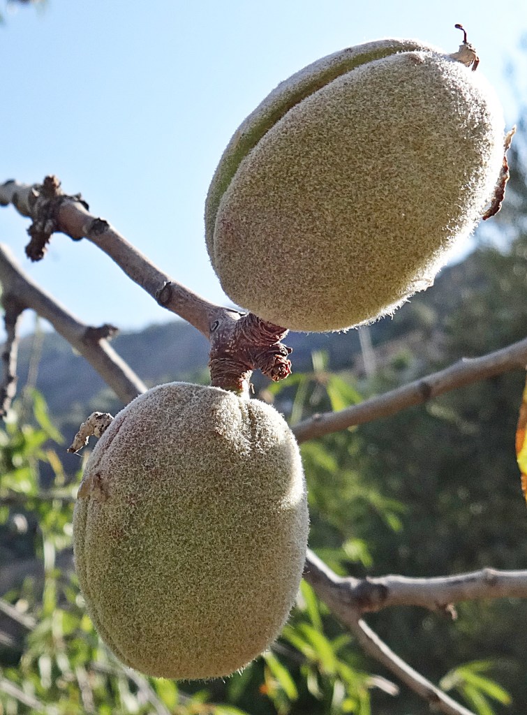 Almond time | Village life in Andalucia